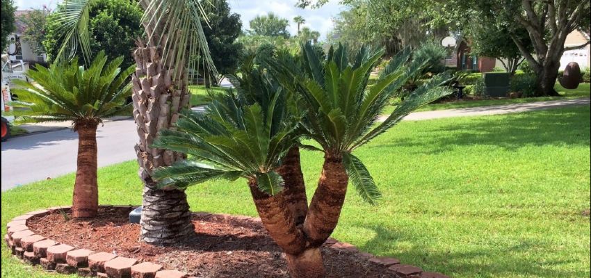 Trees R Us -Palm Tree Nursery in Panama City , FL , 32405
